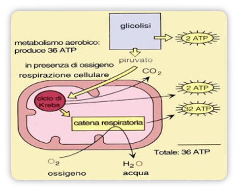 METABOLISMO CELLULARE - Microlearning