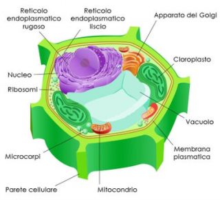 CELLULA EUCARIOTE - Microlearning