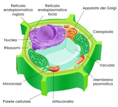 CELLULA EUCARIOTE - Microlearning