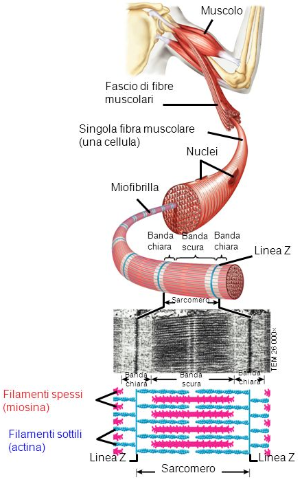 I muscoli - Microlearning