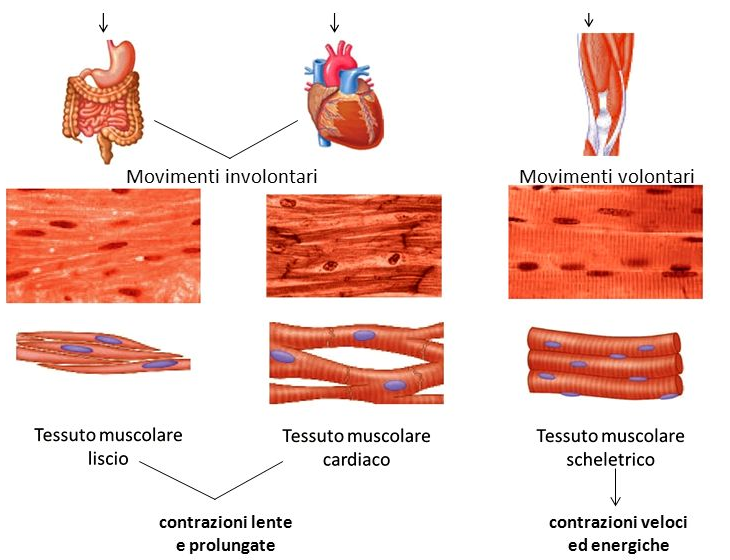 I muscoli - Microlearning