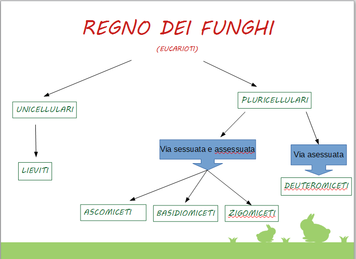 Il regno dei funghi - Microlearning