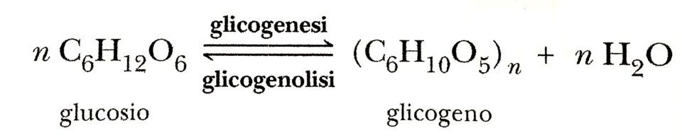 Glicogenesi - Microlearning