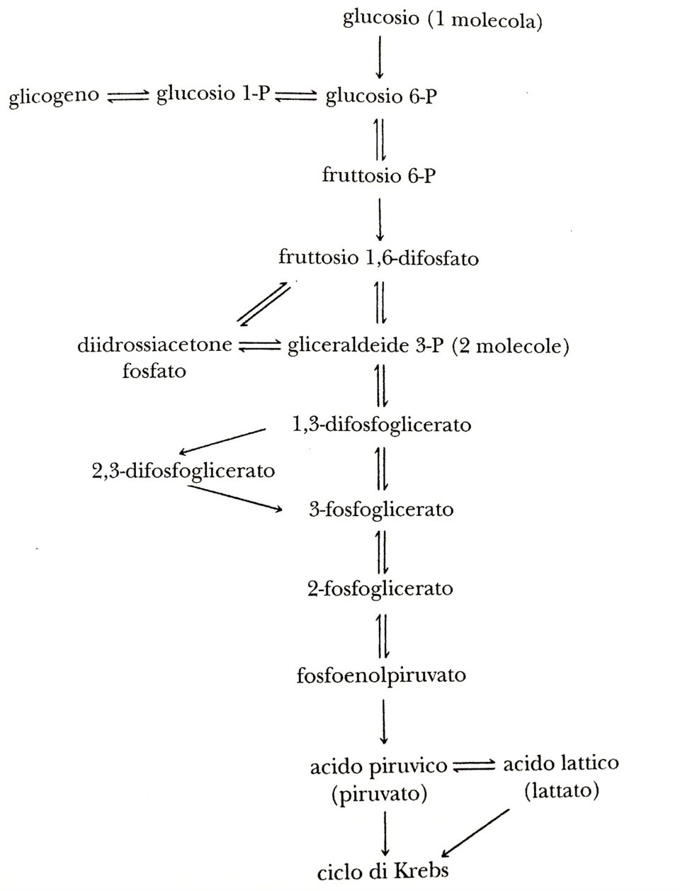 Glicolisi - Microlearning