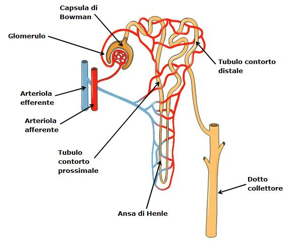 Anatomia e fisiologia del rene - Microlearning