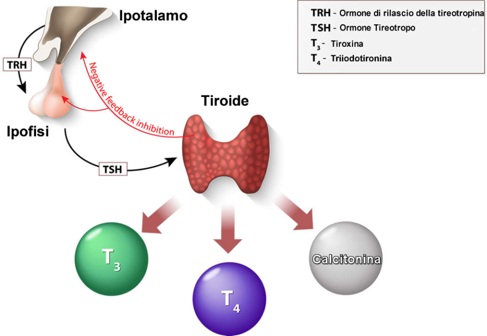 Tiroide e paratiroidi - Microlearning