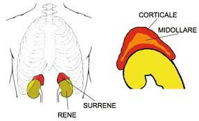 Ghiandole surrenali - Microlearning