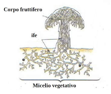 Il regno dei funghi - Microlearning